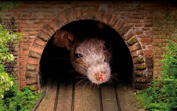 There’s a Rat in the Switchgear, what are we going to do? | BASEC